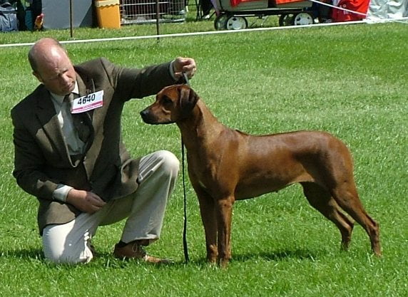 Gunthwaite Burncote Breeders of Rhodesian Ridgebacks